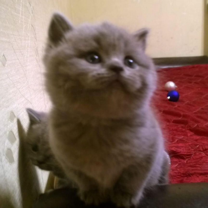 Британские котята