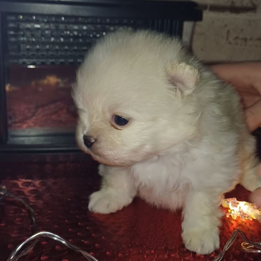 Бизе, зефир,крем брюле шпиц