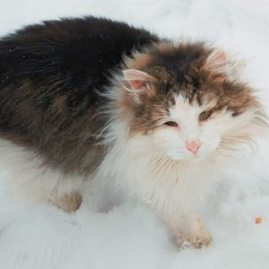 В СНТ пропадает котик