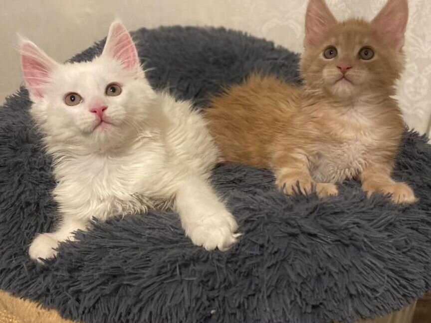 Полидакты Мейн-куны котята