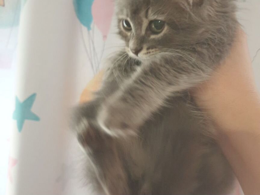 Дымчатый котёнок - мальчик