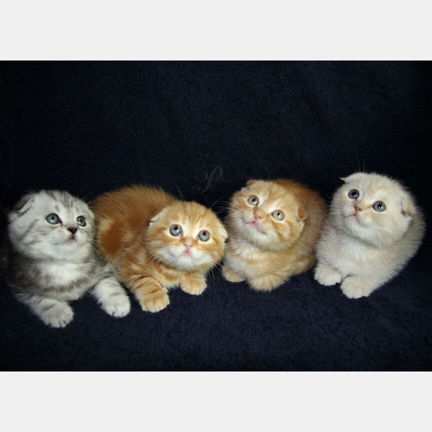 Шотландские рыжие и персиковые котята