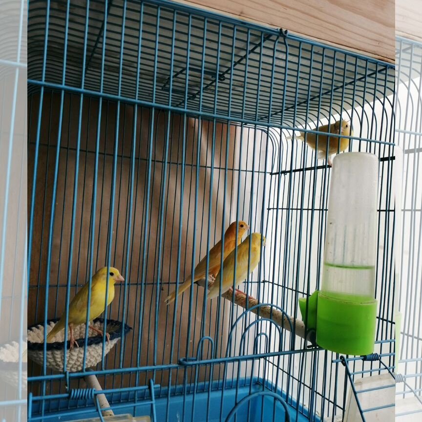 Канарейки