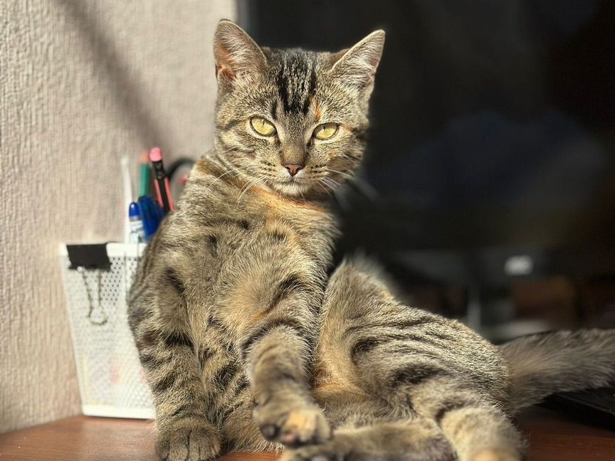 Котенок