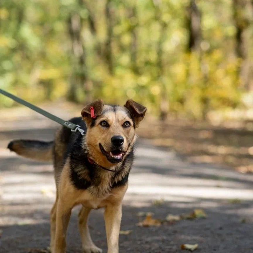 Собака Альма в добрые руки