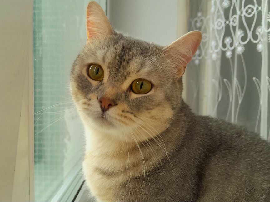 Кот Тайсон