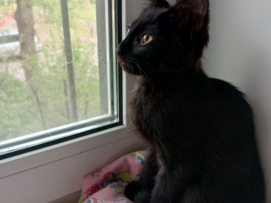 Котёнок бесплатно