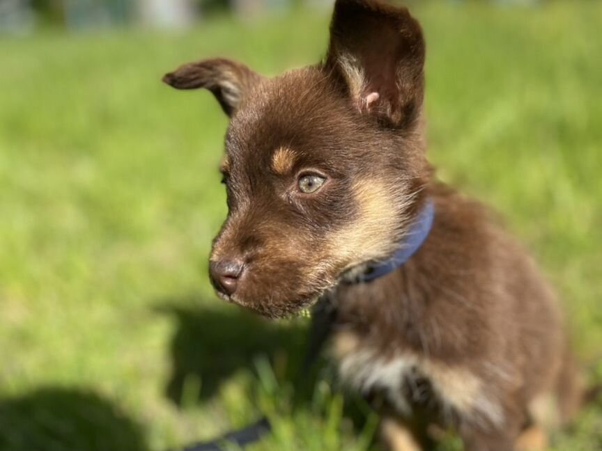 Щенок в добрые руки бесплатно