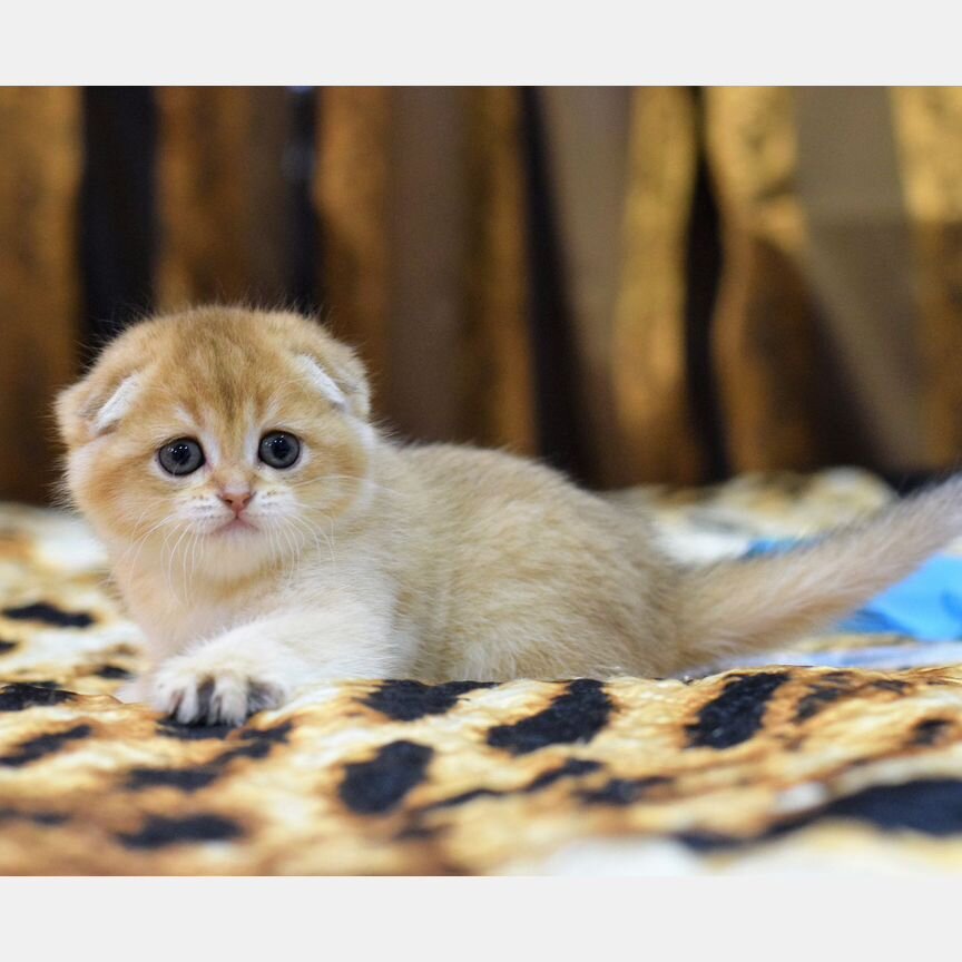 Шотландские вислоухие котята Золотая шиншилла