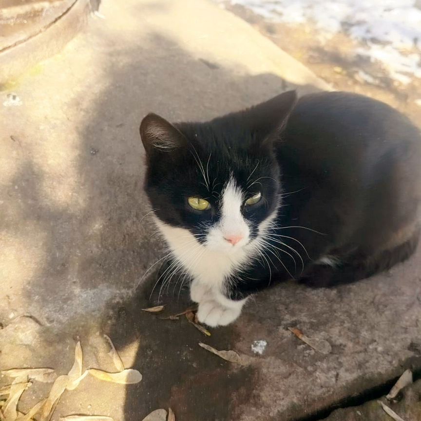 Котенок мальчик в добрые руки