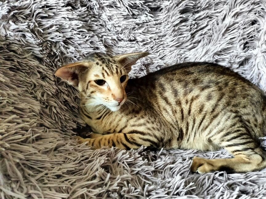 Ориентальный кот