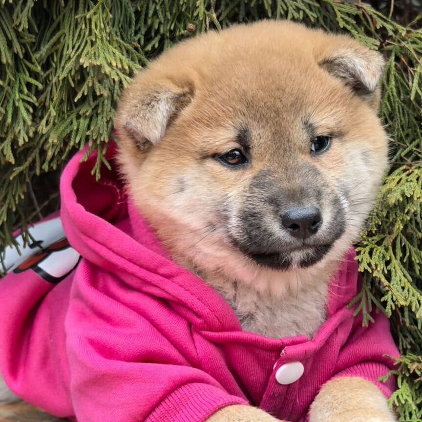 Детки мальчик и девочка сиба ину