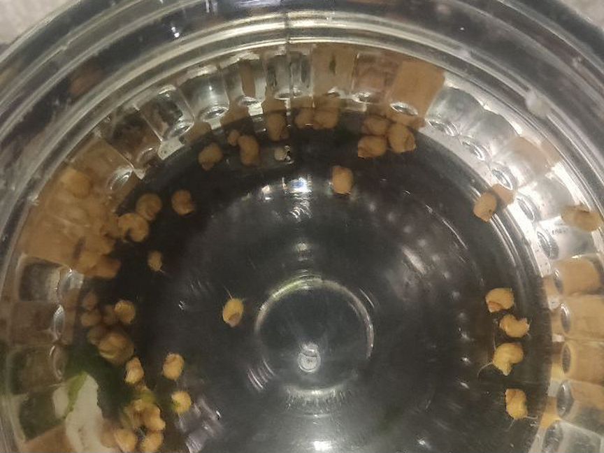 Улитки ампулярии