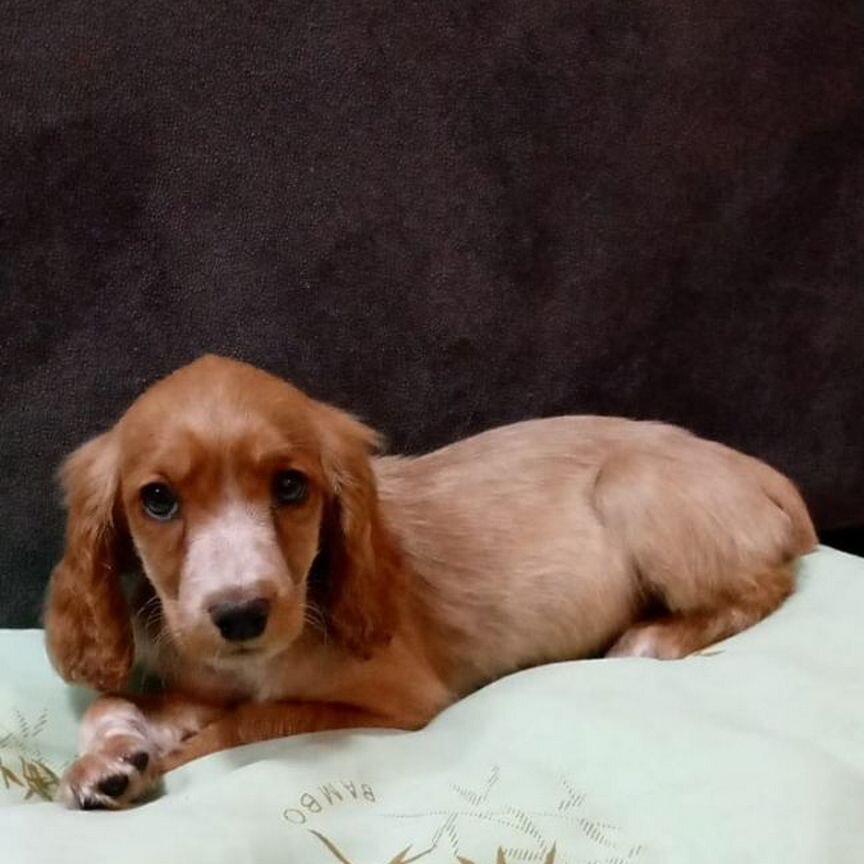 Русский спаниель