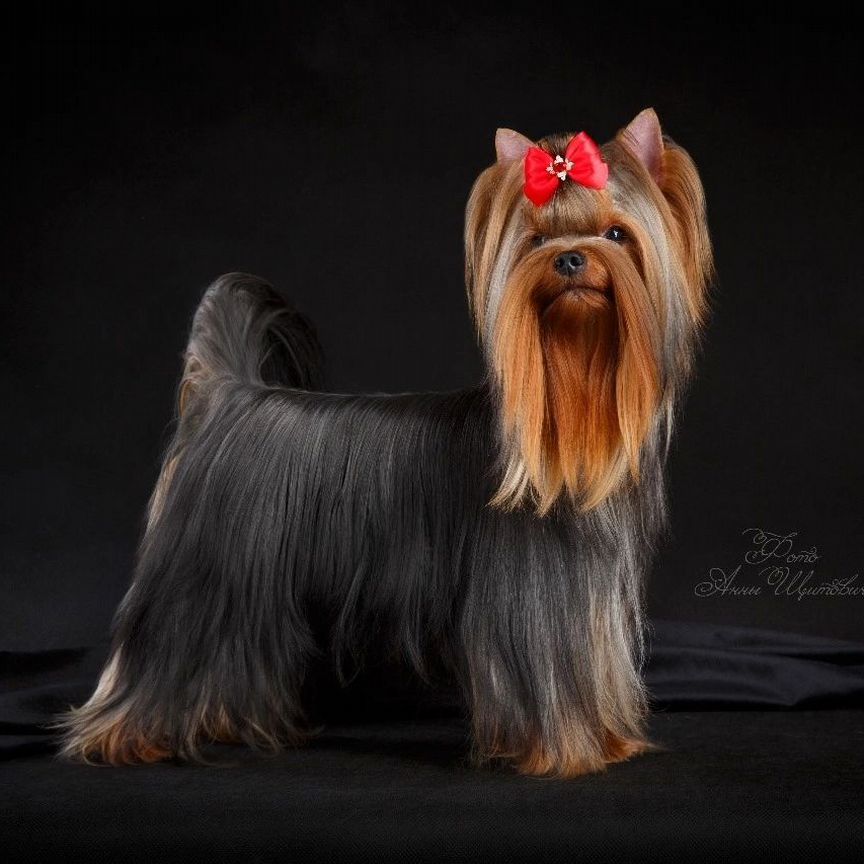 Йоркширский терьер щенки