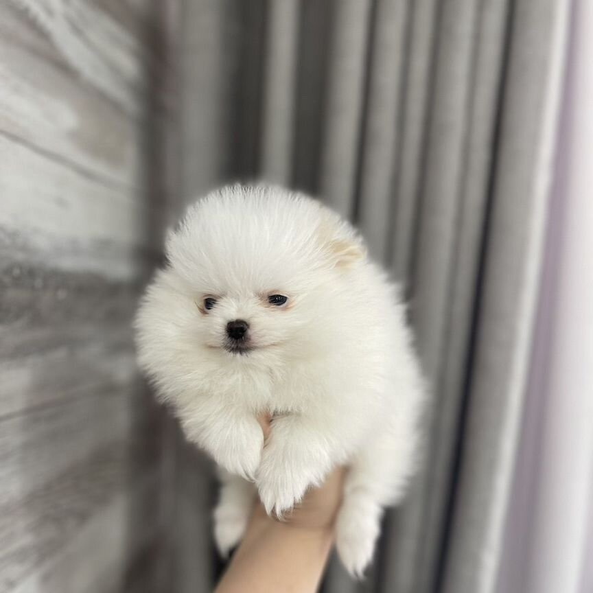 Щенки померанского шпица