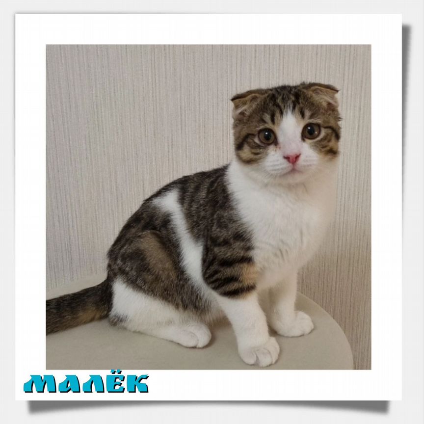 Котенок