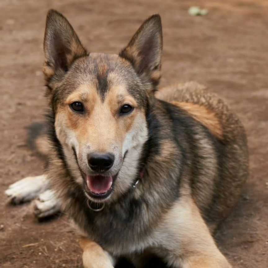 Собаки из приюта: деликатный Ронни