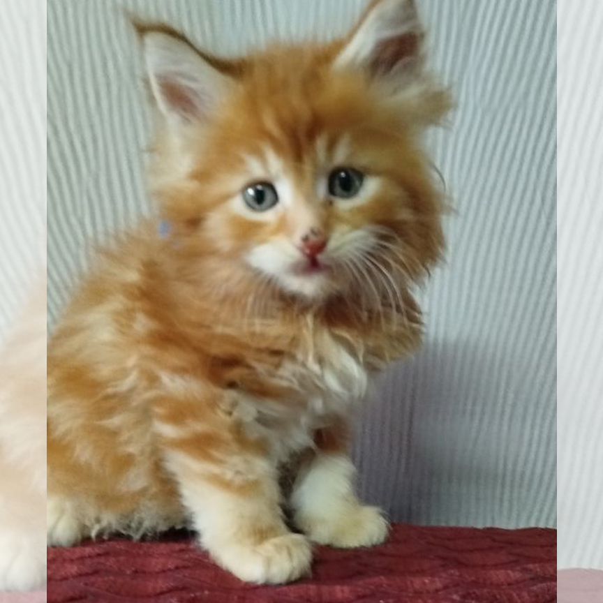 Мейн-кун котёнок