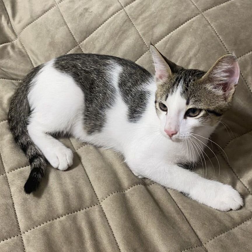 Котёнок в добрые руки