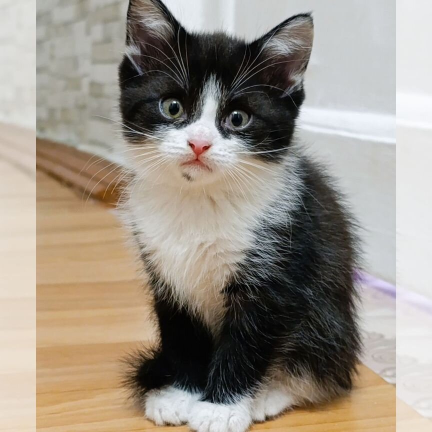 Котята