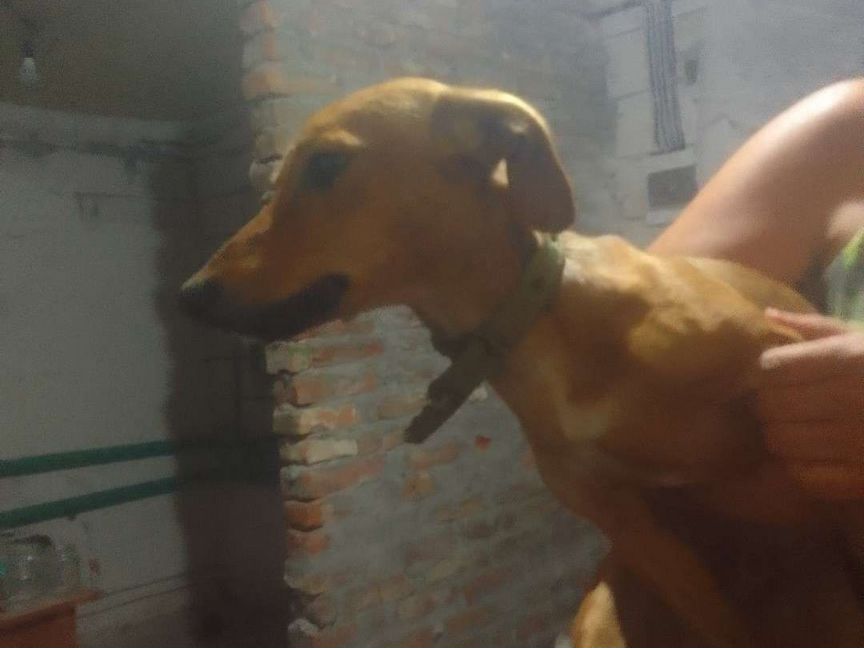 Домашние животные бесплатно собаки
