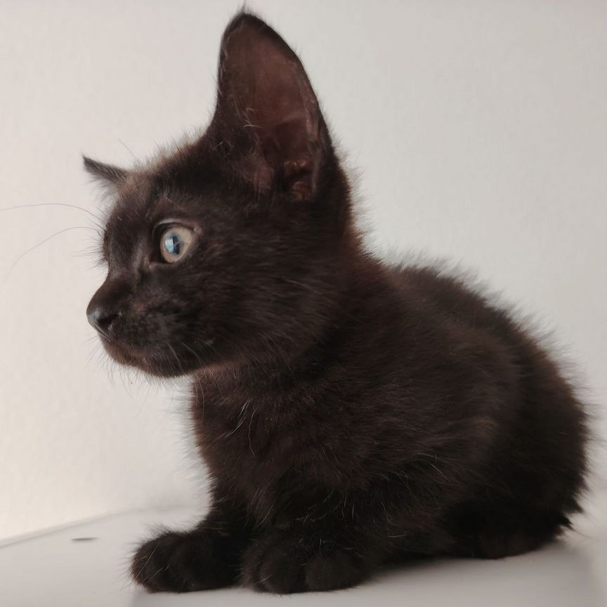 Котёнок