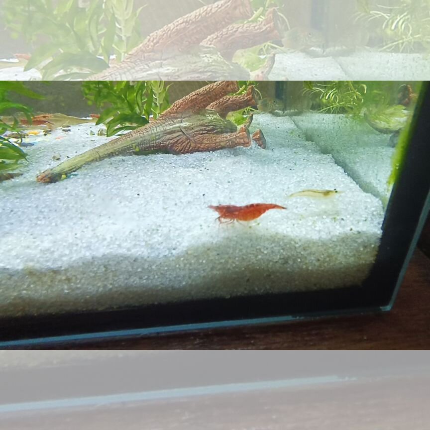 Аквариумные креветки вишня