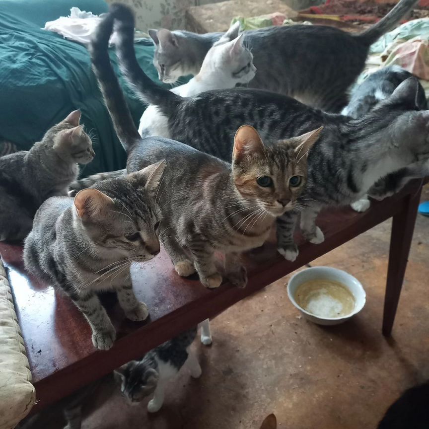 Сос 20  кошек и котят в заботливые руки