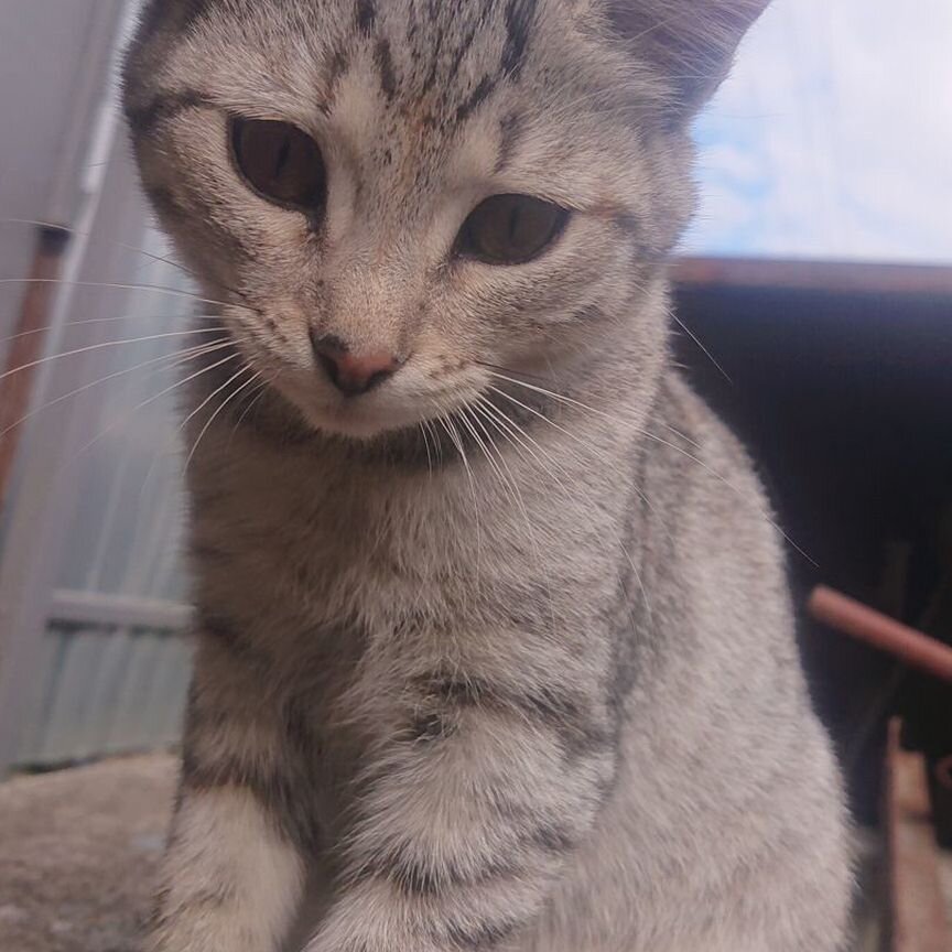 Кошенька котёнок в хорошую семью