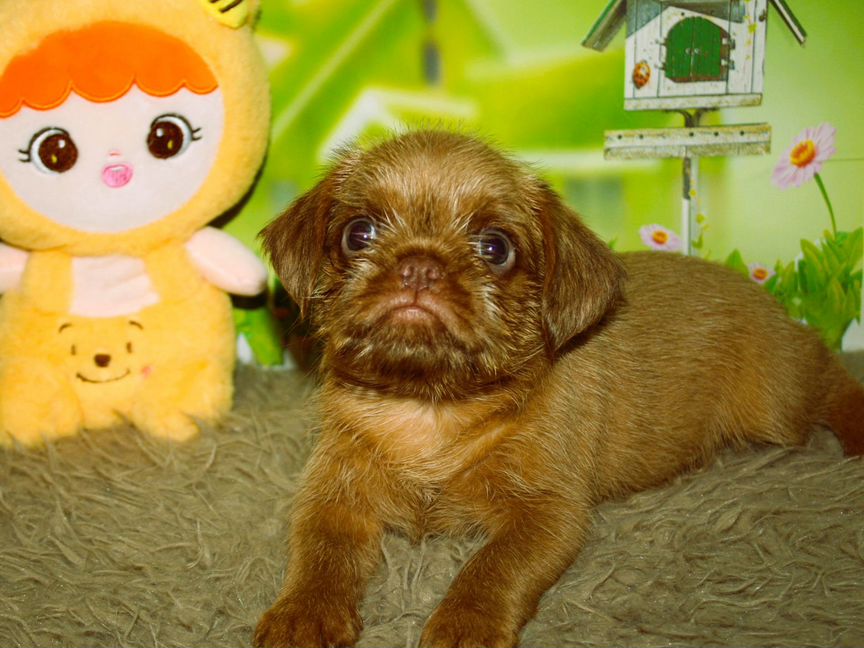 Брюссельский гриффон