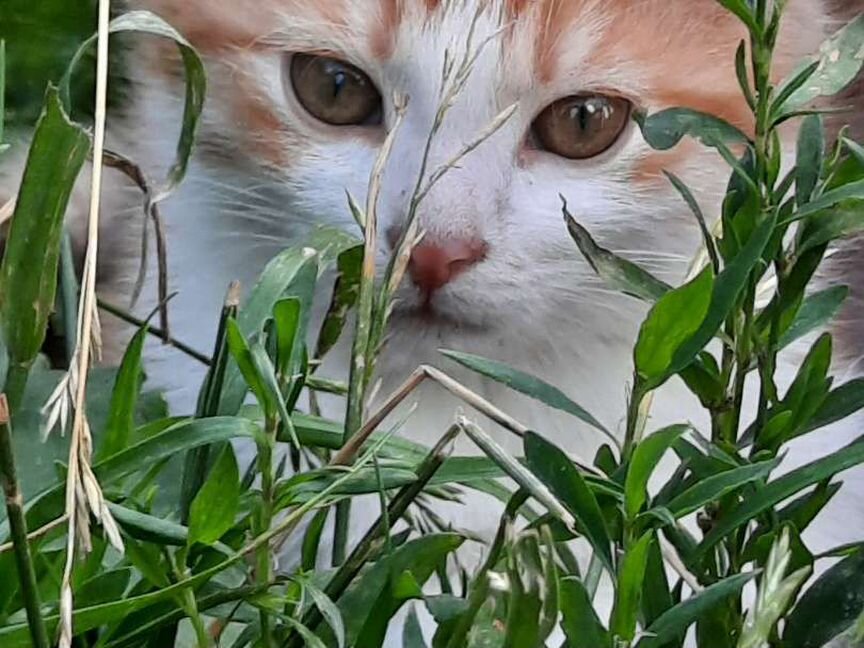 Григорий