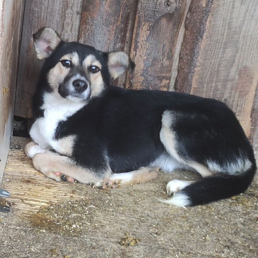 Взрослая собака в добрые руки