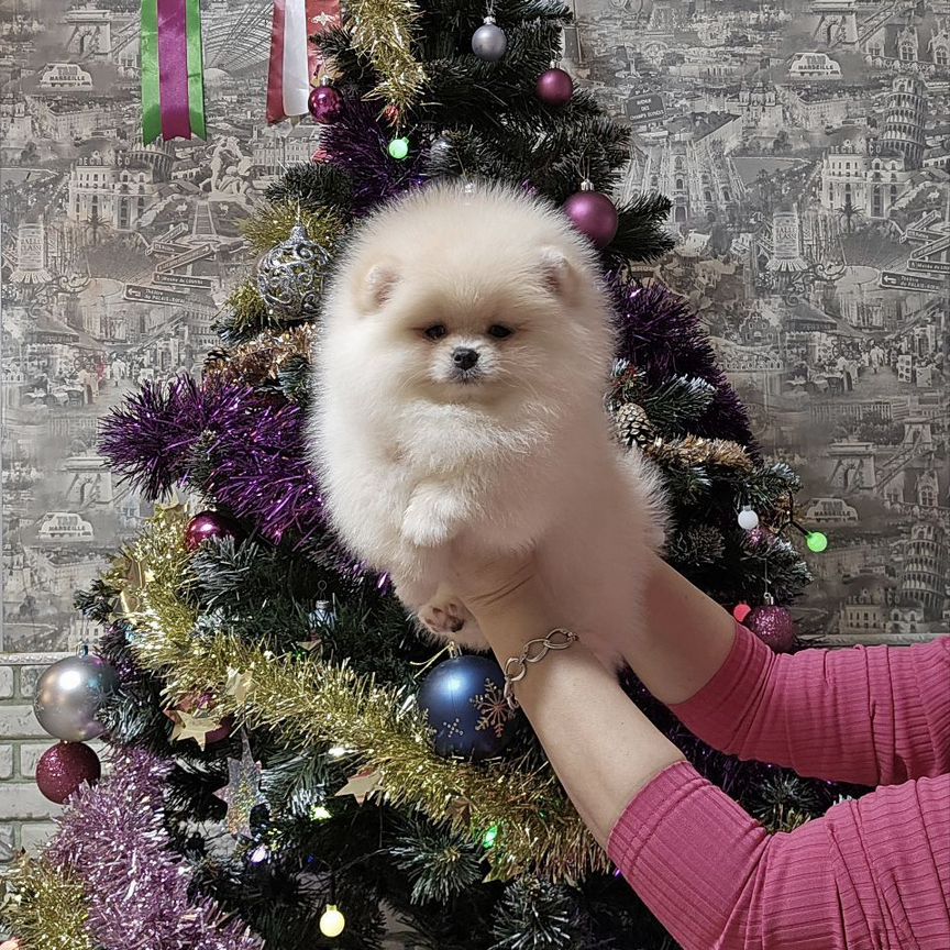 Красивая кремовая девочка,без брака. РКФ