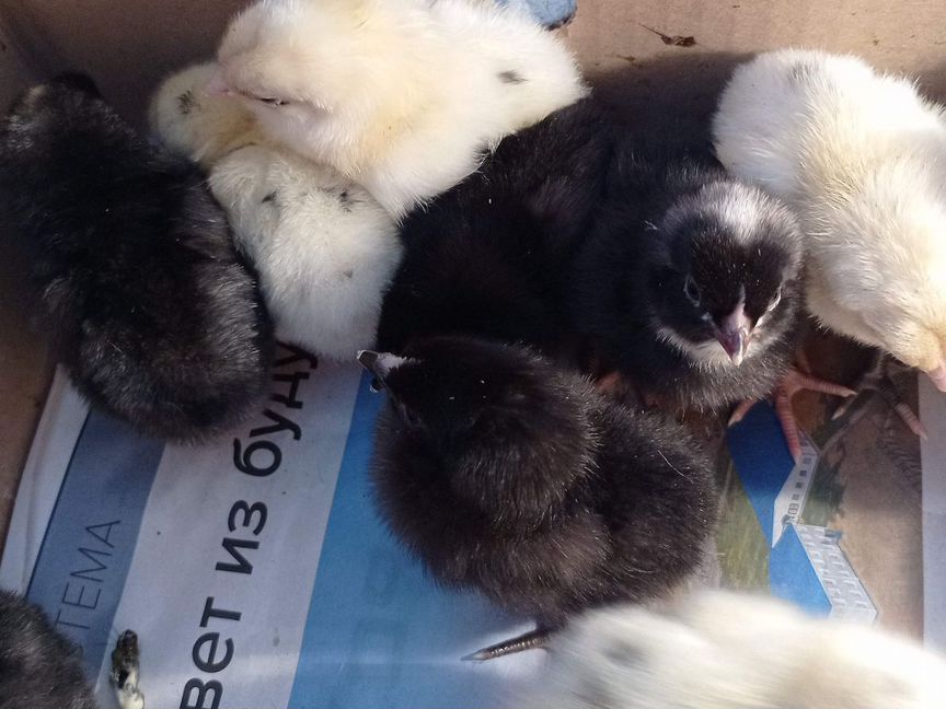 Цыплята несушки