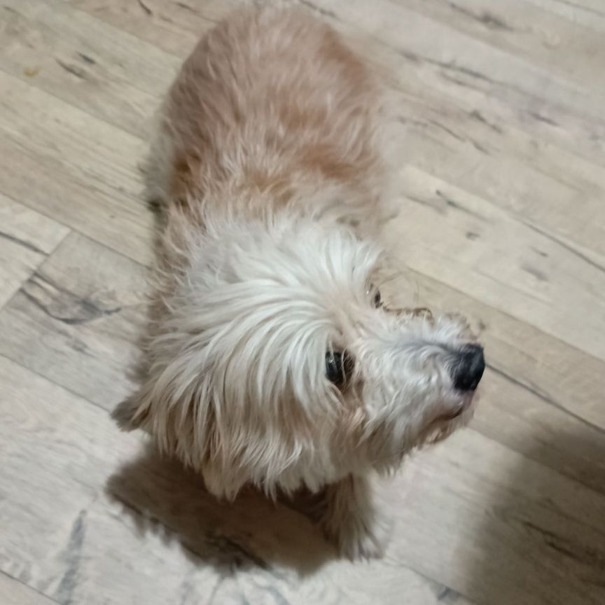 Взрослая собака в добрые руки