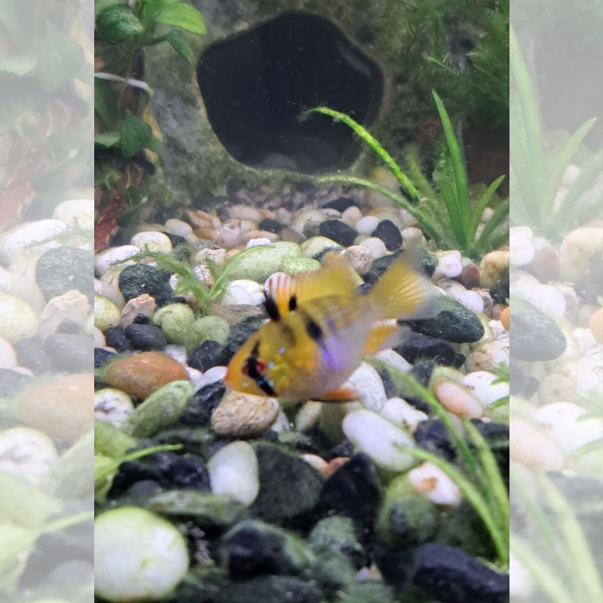 Апистограмма рамирези