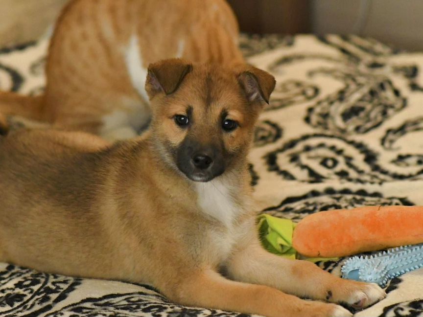 Собака в добрые руки