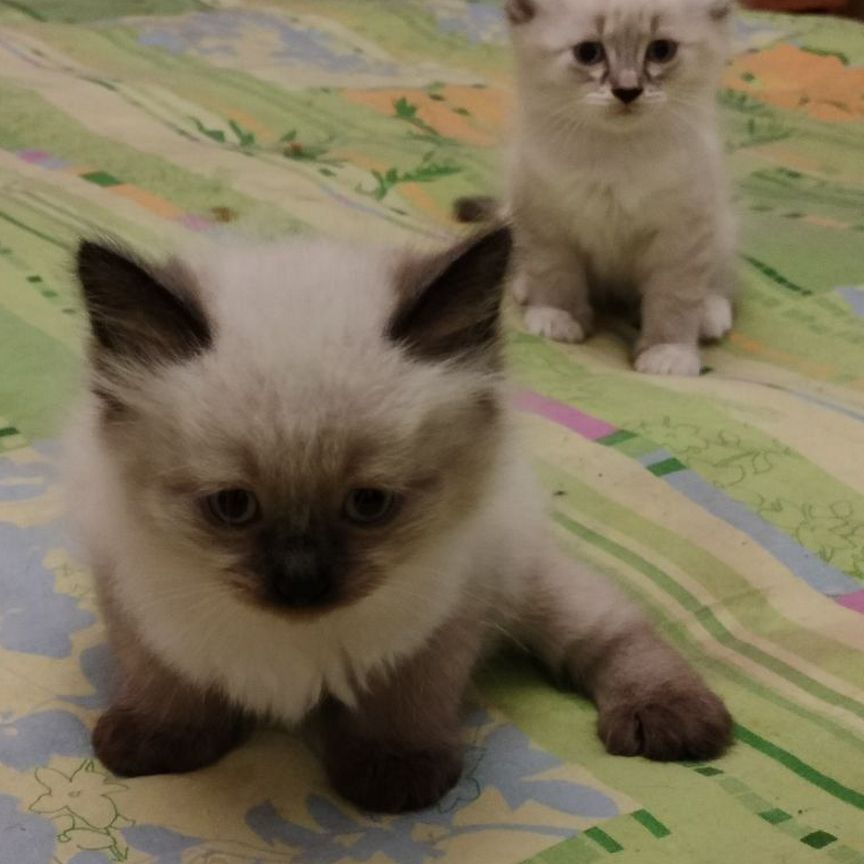 Тайский котёнок