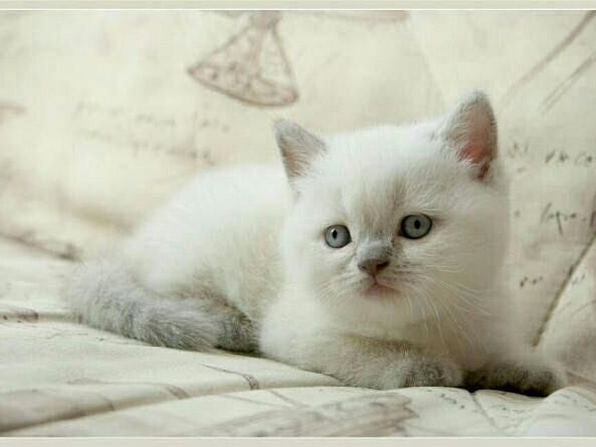 Британские колорные котята