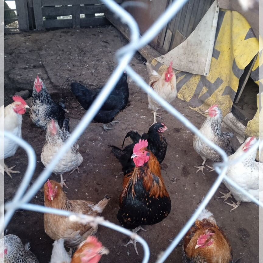 Молодые петухи