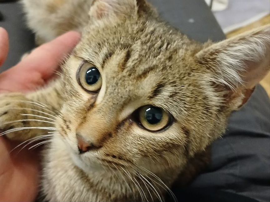 Котенок