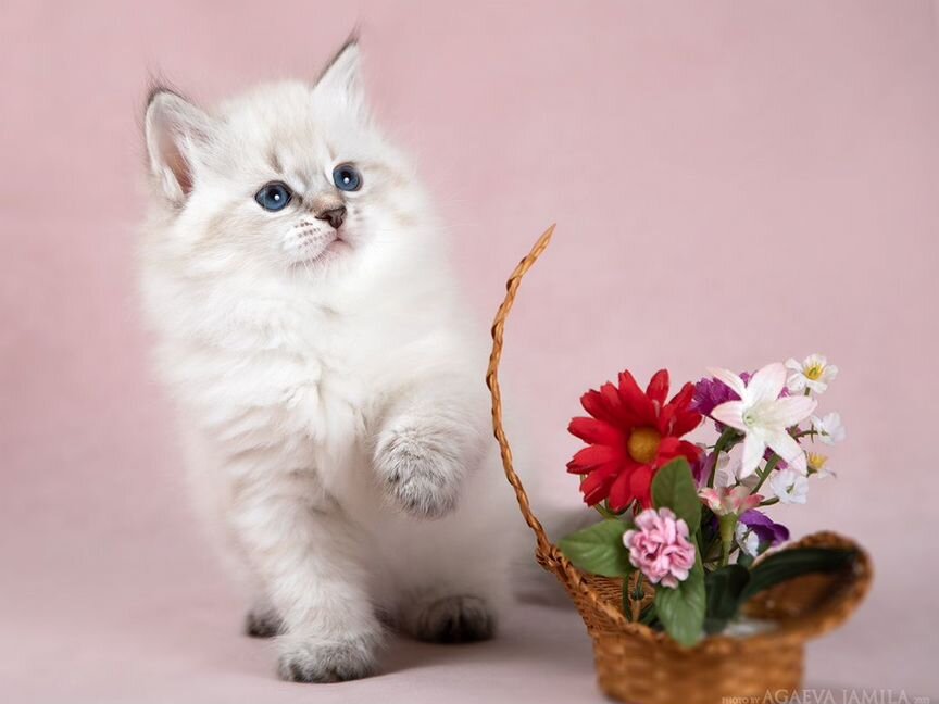 Просто красавица