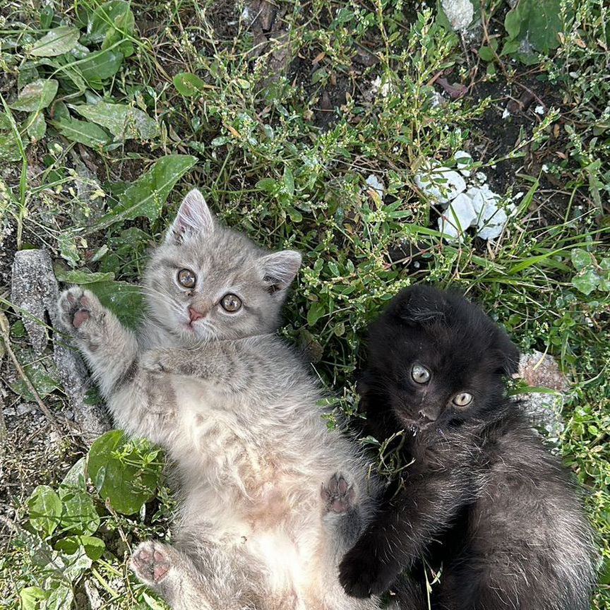 Котатя в добрые руки