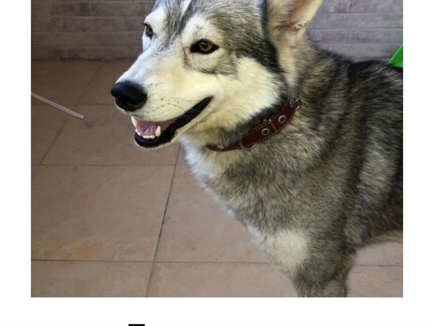 Собачка западносибирская лайка Том