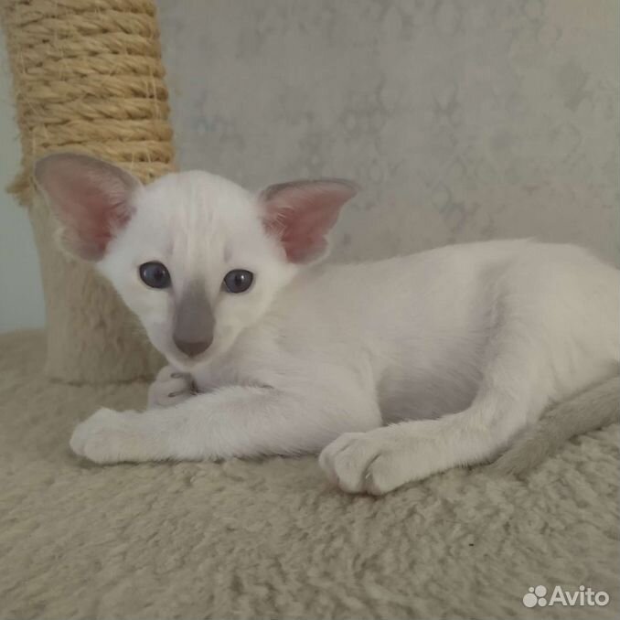 Ориентальный котенок сиамский