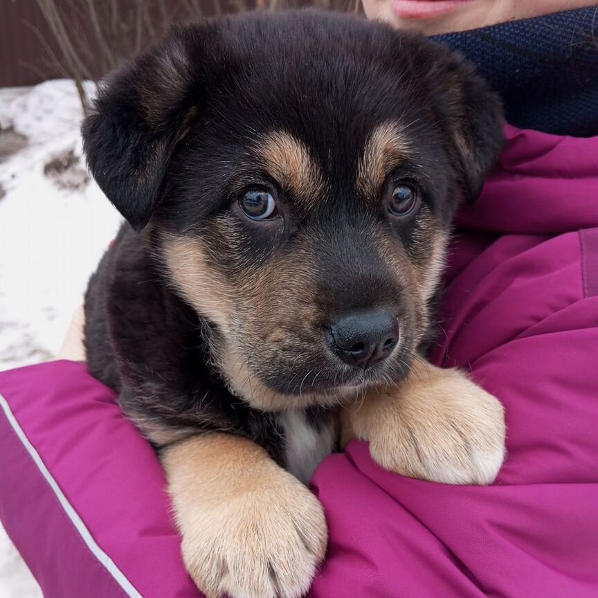 Щенок в добрые руки (привезем)