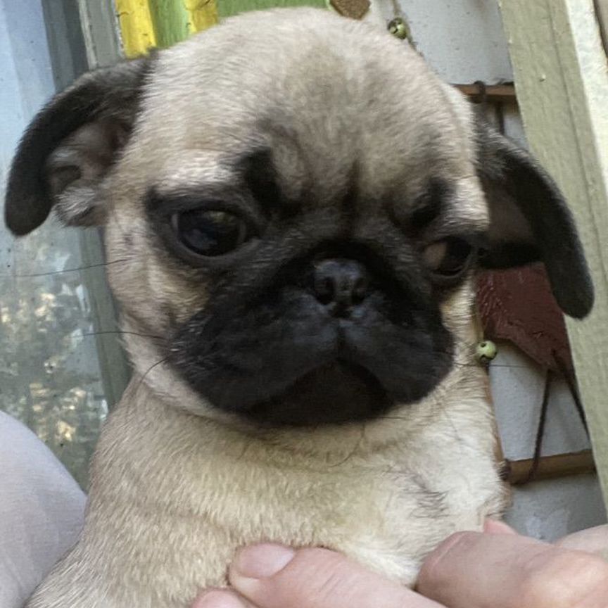 Щенки мопса