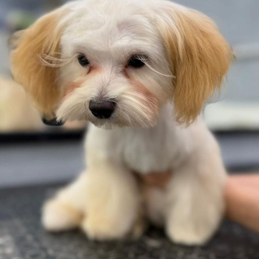 Мальтипу, щенок