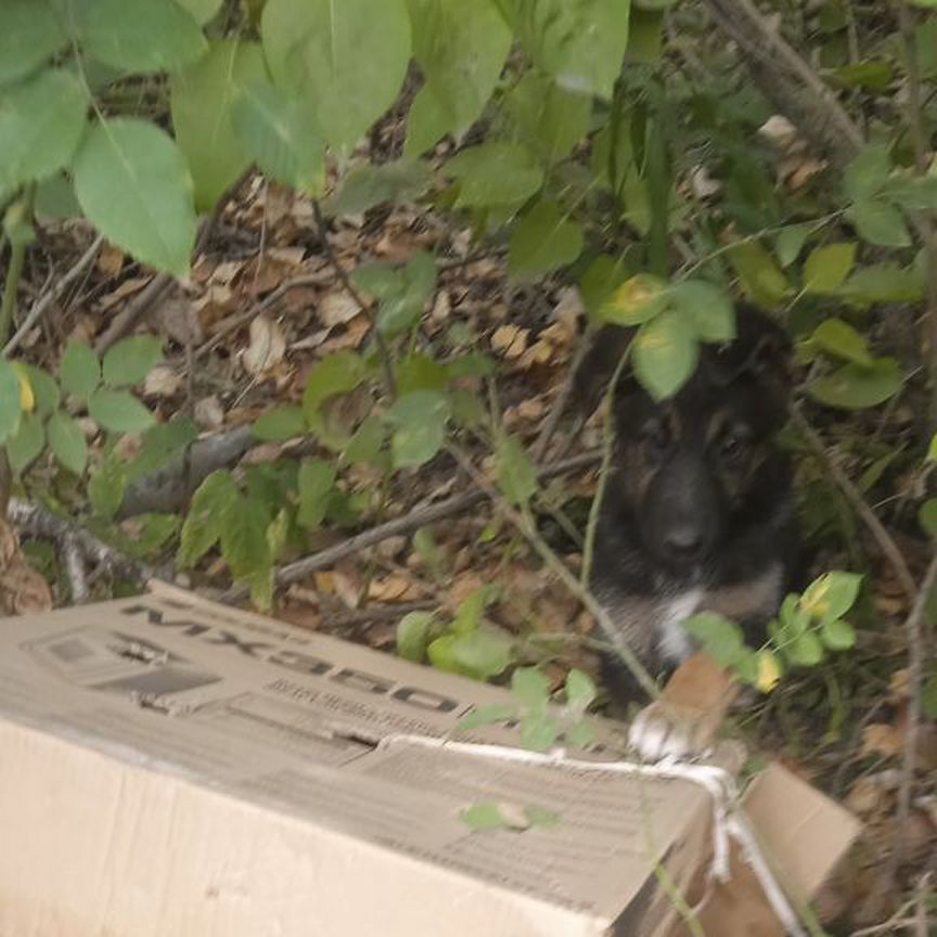 Отдадим очаровательную малышку в добрые руки